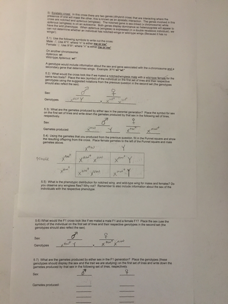 Solved trying to figure out this epistatic cross, what is | Chegg.com