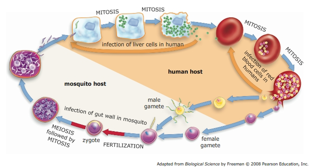 Apicomplexan Life Cycle
