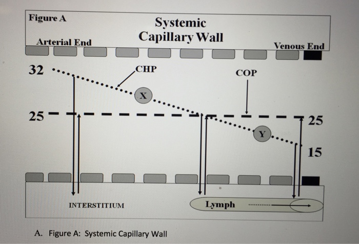 Solved Figure A Systemic Capillary Wall Arterial End Venous | Chegg.com