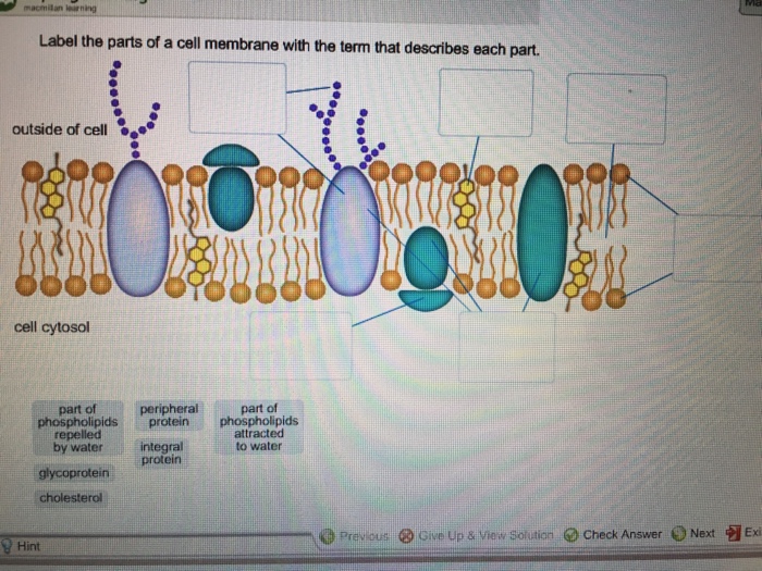 Ppt Unit 2 Part 1 Cell Structure And Function Membrane