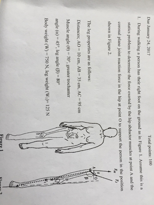 Solved During walking a person has their right foot on the | Chegg.com