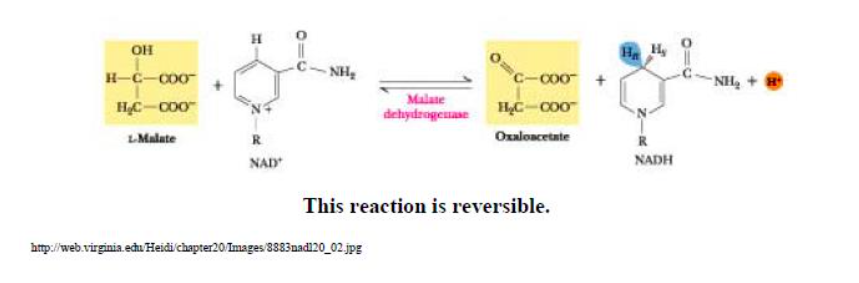 Oxaloacetate To Malate