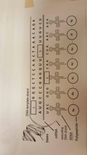 Solved bases mRNA noncoding DNA strand tRNA Polypeptide DNA | Chegg.com