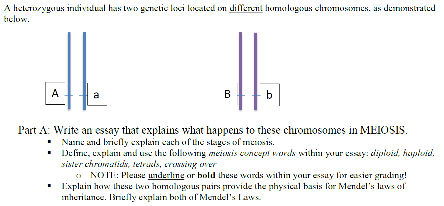 Solved A heterozygous individual has two genetic loci | Chegg.com