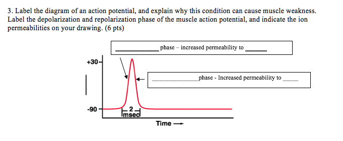 Solved 3. Label the diagram of an action potential, and | Chegg.com