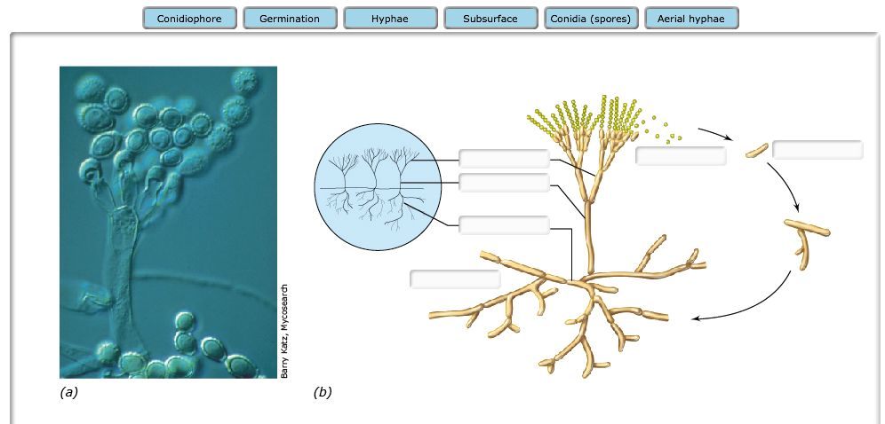 Solved Fungi may go through a filamentous hyphae stage as | Chegg.com
