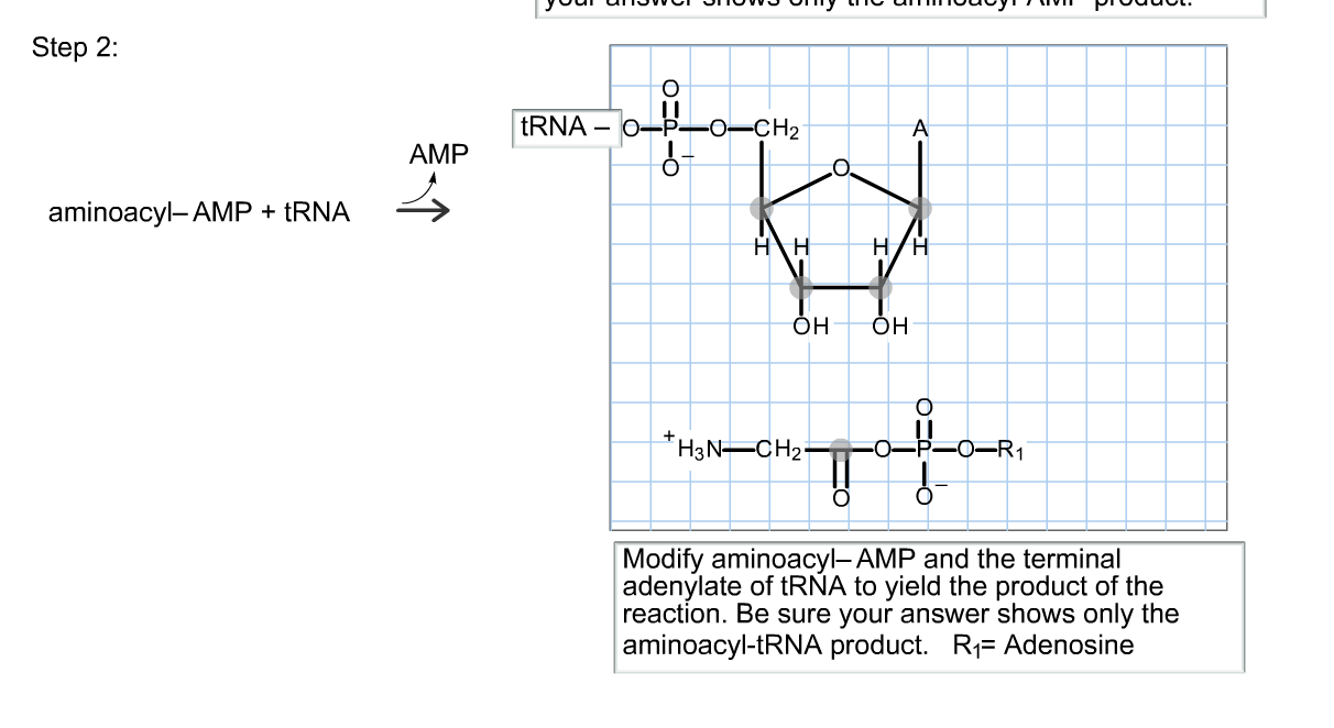 Solved Aminoacylation of tRNA involves the activation of an | Chegg.com