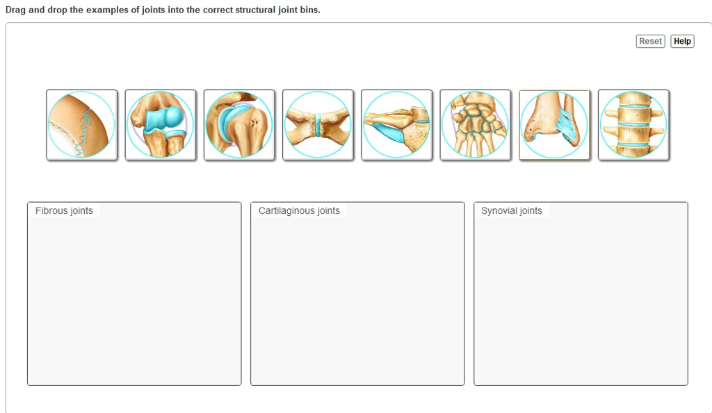 Anatomy And Physiology Archive | October 21, 2017 | Chegg.com