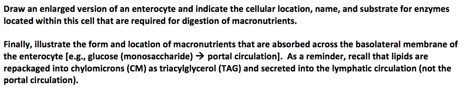 Solved Draw an enlarged version of an enterocyte and | Chegg.com