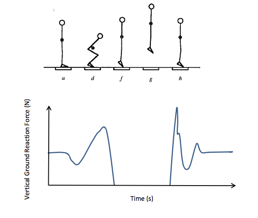 Solved Vertical Ground Reaction Force (N) O o | Chegg.com