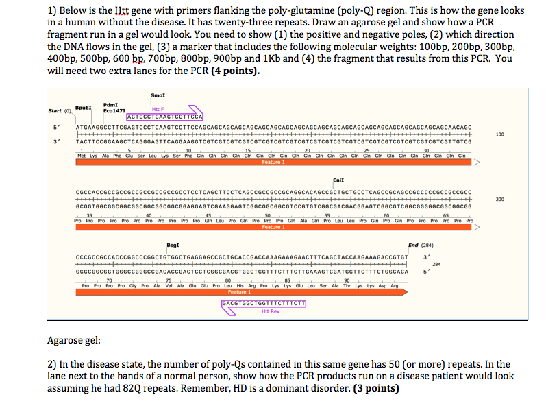 Solved 1) Below is the Htt gene with primers flanking the | Chegg.com