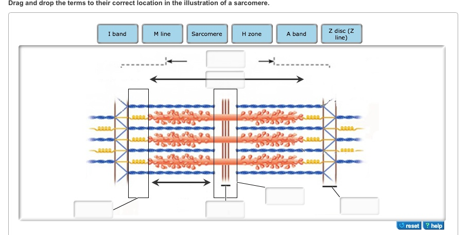 Solved Drag and drop the terms to their correct location in | Chegg.com