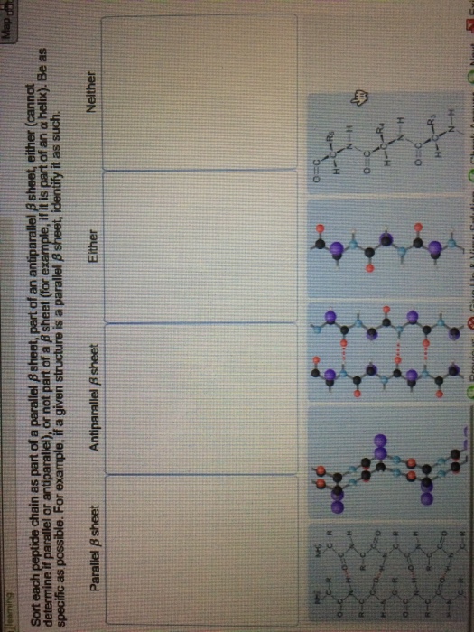 Solved Sort each peptide chain as part of a parallel beta | Chegg.com