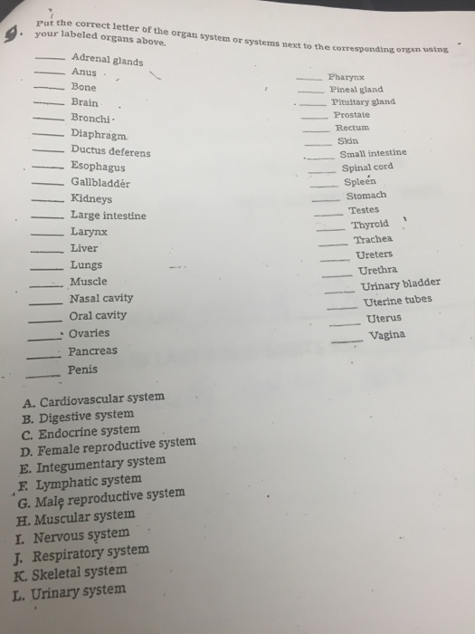 Solved Put the correct letter of the organ system or systems | Chegg.com
