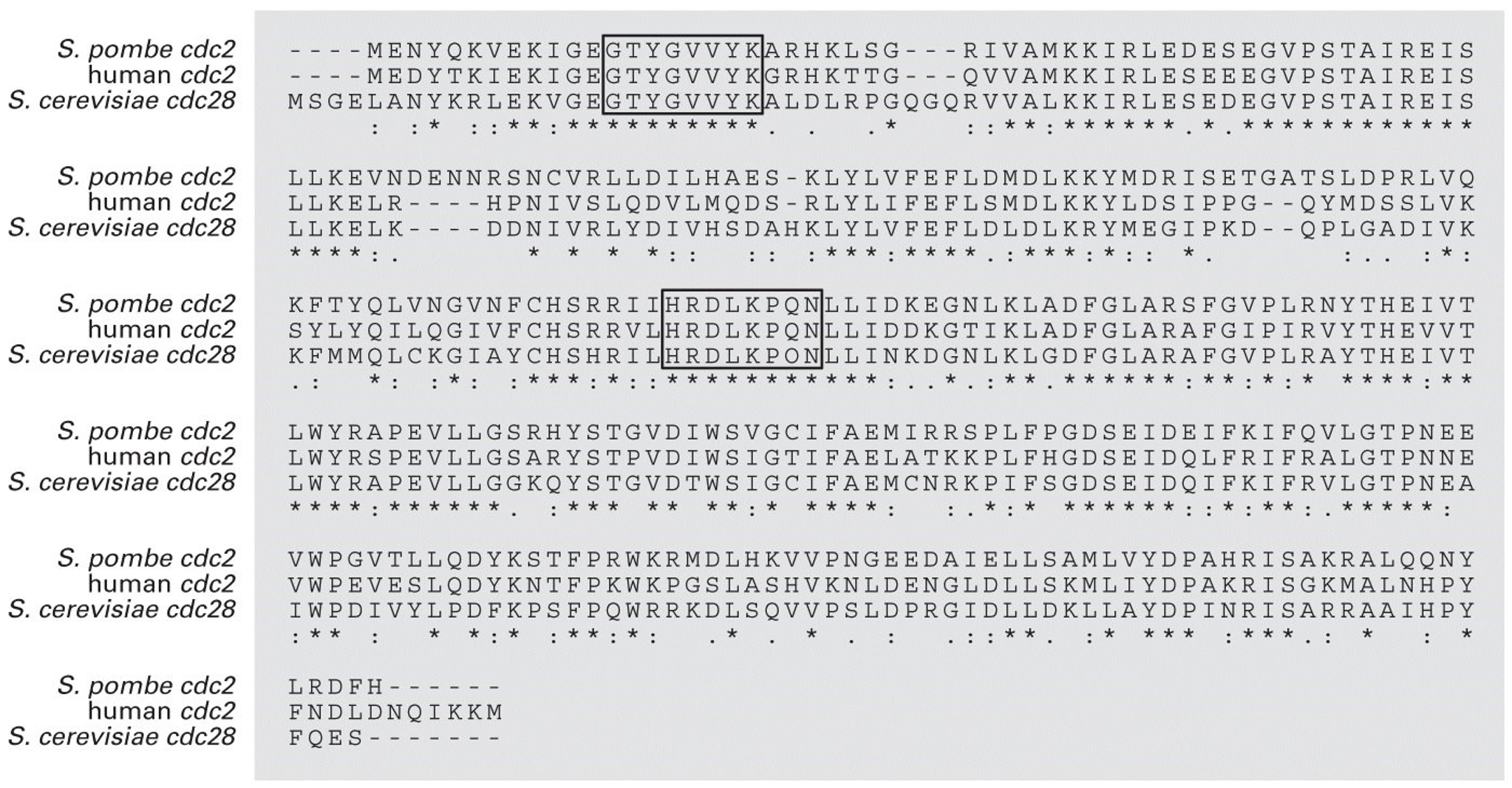 Solved Analyze the Data 19-3: Identifying Plant CDKs As | Chegg.com