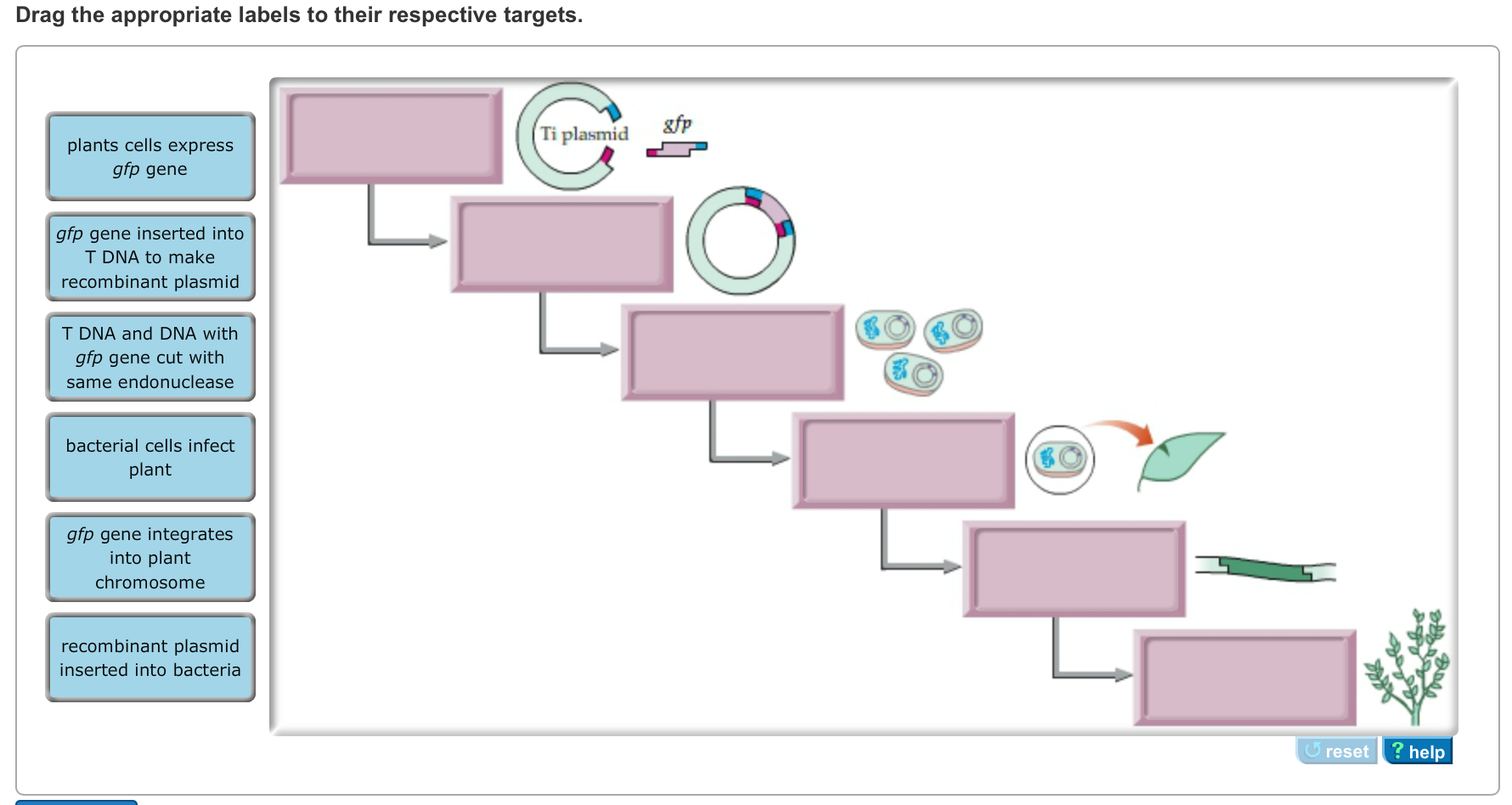 Solved Complete the flowchart of the insertion of the gfp | Chegg.com