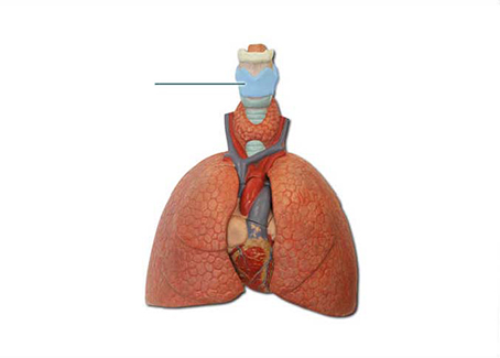 Solved Which structure is highlighted? arytenoid | Chegg.com