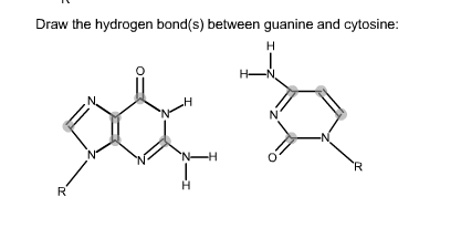 Solved Draw the hydrogen bond(s) between guanine and | Chegg.com