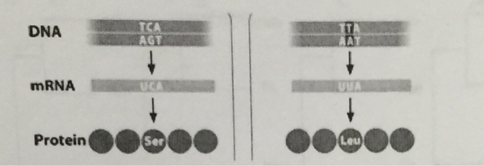 Solved The mutation shown in the diagram below can best be | Chegg.com