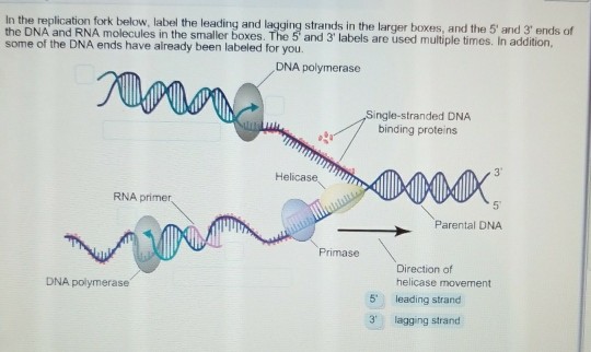 Solved In the replication fork below, label the leading and | Chegg.com