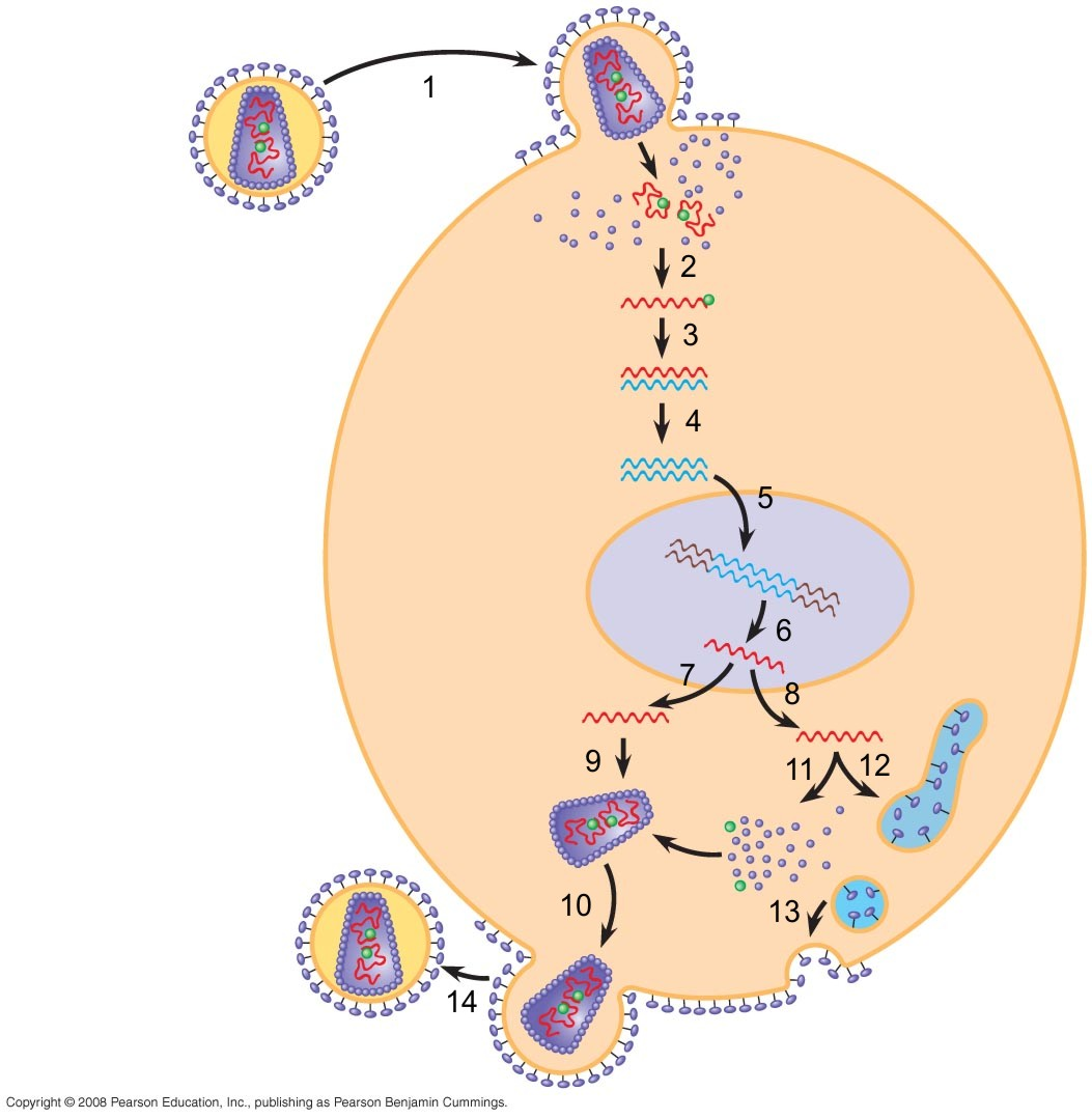 Solved The model above traces the reproductive cycle of | Chegg.com