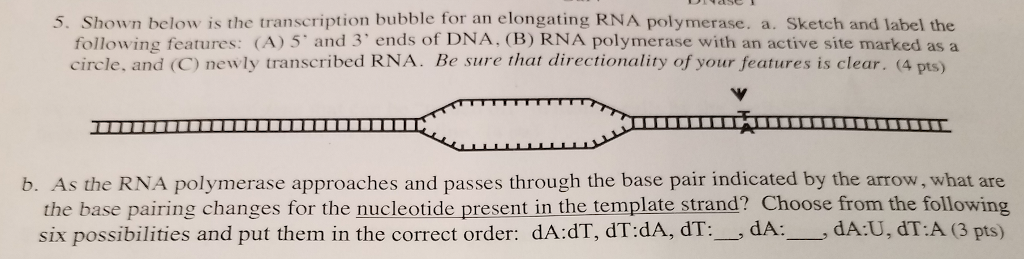 Solved Shown below is the transcription bubble for an | Chegg.com