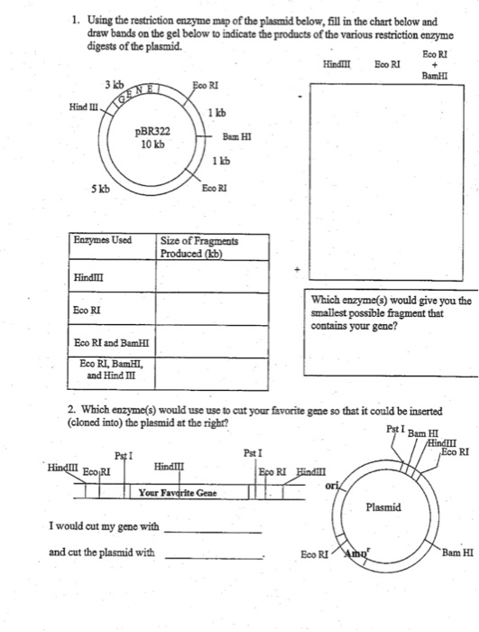 Solved Using the restriction enzyme map of the plasmid | Chegg.com