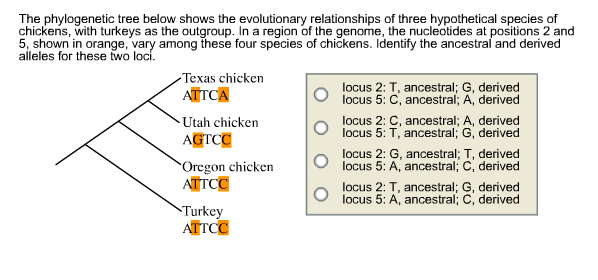 Solved The phylogenetic tree below shows the evolutionary | Chegg.com