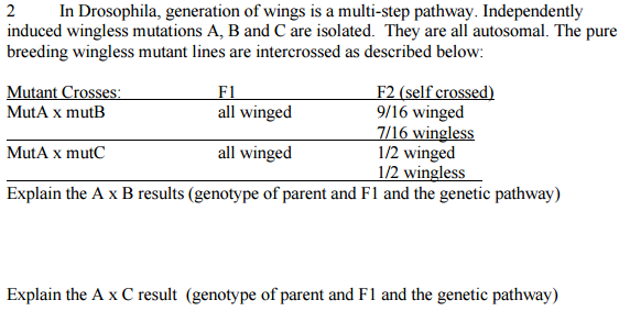 Solved In Drosophila, generation of wings is a multi-step | Chegg.com