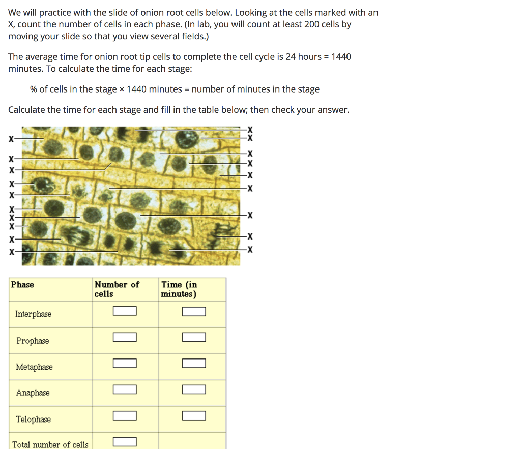 Solved We will practice with the slide of onion root cells | Chegg.com