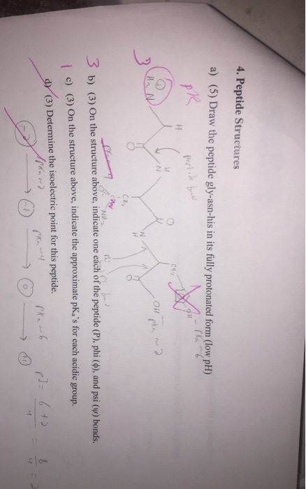 Solved Draw the peptide gly-asn-his in its fully protonated | Chegg.com