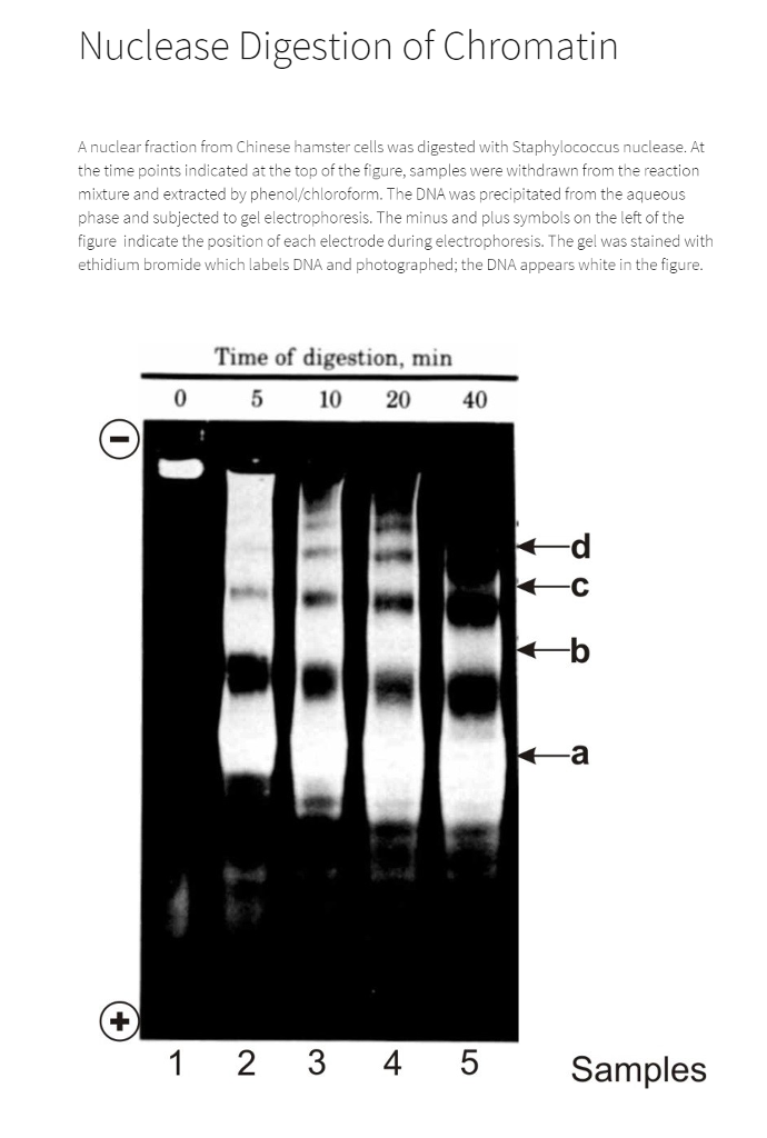 Solved Nuclease Digestion of Chromatin A nuclear fraction | Chegg.com