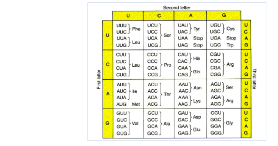 Solved The smallest mutation, a change to just one | Chegg.com