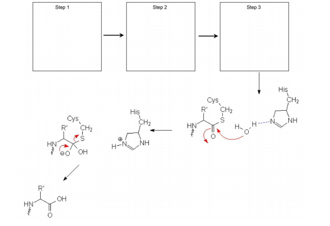 Solved Shown below is the enzyme mechanism for a cysteine | Chegg.com