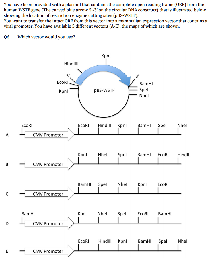 Solved You have been provided with a plasmid that contains | Chegg.com