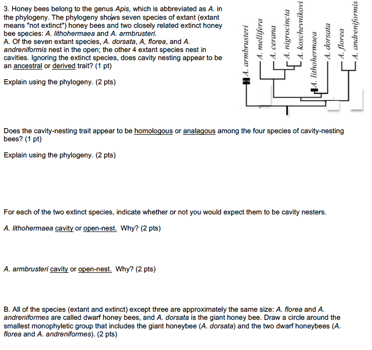 Solved Honey bees belong to the genus Apis, which is | Chegg.com