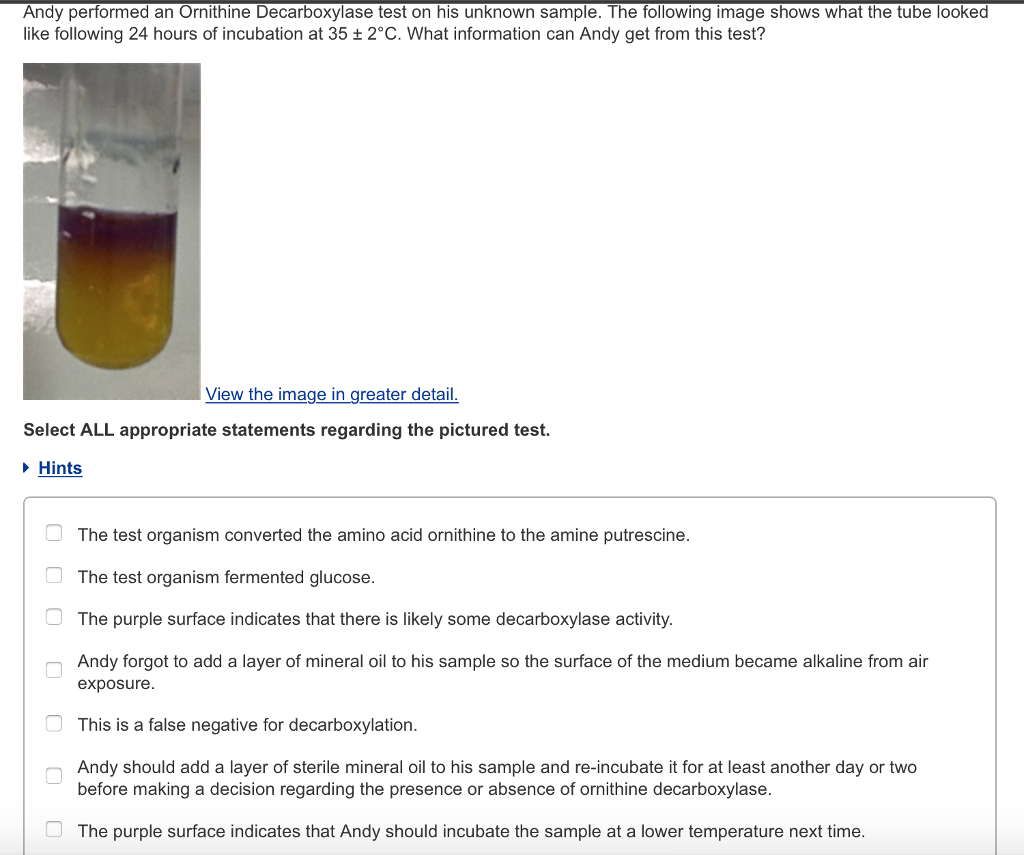 Solved Andy performed an Ornithine Decarboxylase test on his | Chegg.com