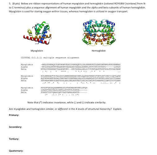Solved Below are ribbon representation-, of human myoglobin | Chegg.com