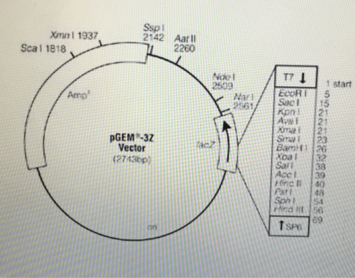 Solved Sspl 2142 Aat l Xmn1 1937 2260 Scal 1818 Ndel 2509 | Chegg.com