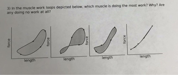 Solved In the muscle work loops depicted below, which muscle | Chegg.com