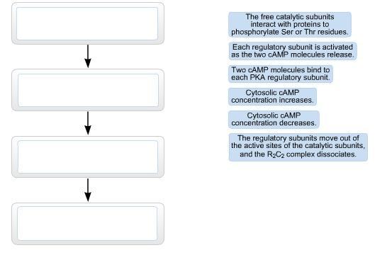 Solved The second messenger cyclic AMP (cAMP) is synthesized | Chegg.com