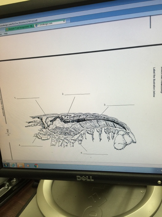 Solved Questions pertaining to lab Exercise 33, "Muscles" 3. | Chegg.com