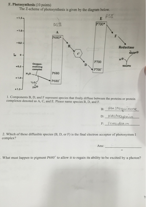 Solved The Z-scheme of photosynthesis is given by the | Chegg.com