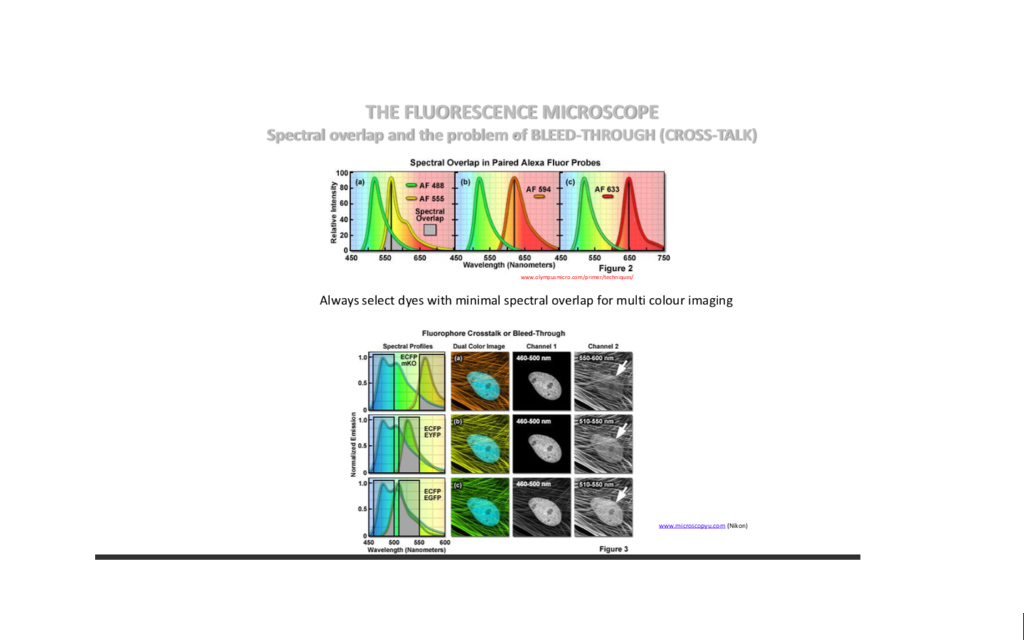 Solved THE FLUORESCENCE MICROSCOPE Spectral overlap and the | Chegg.com