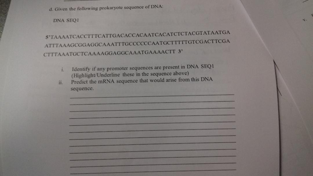 Solved d. Given the following prokaryote sequence of DNA: | Chegg.com