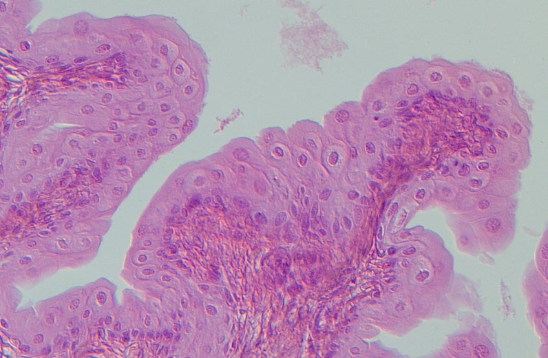 Solved Question 4. A light microscope image of tissue at | Chegg.com