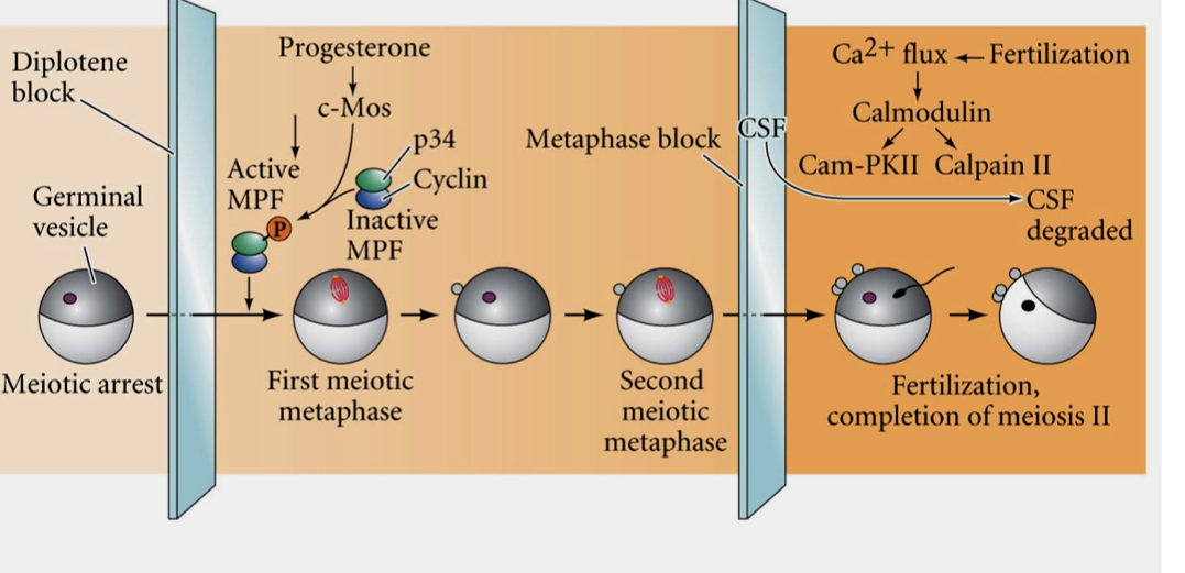 Solved BACKGROUND INFO •Early in development, oocytes | Chegg.com