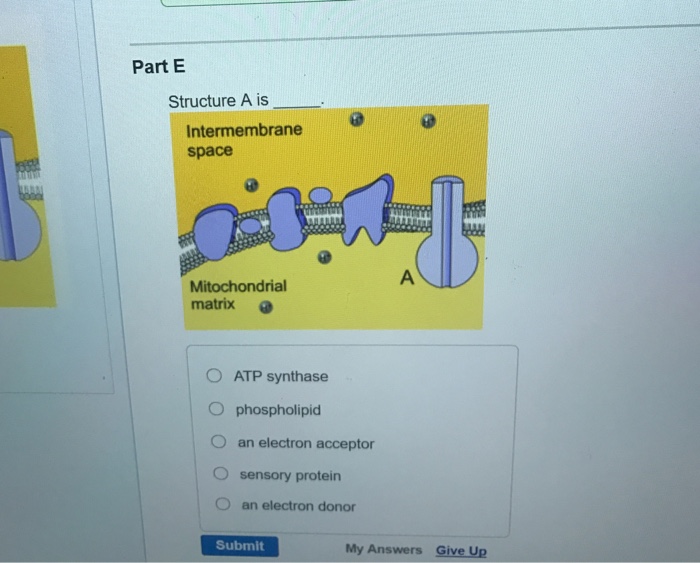 Solved Structure A is _______. ATP synthase phospholipid | Chegg.com