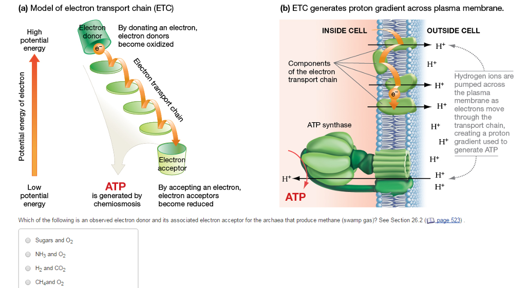 Solved Model of electron transport chain (ETC) (b) ETC | Chegg.com