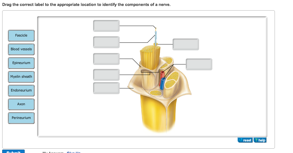 Axon Fascicle